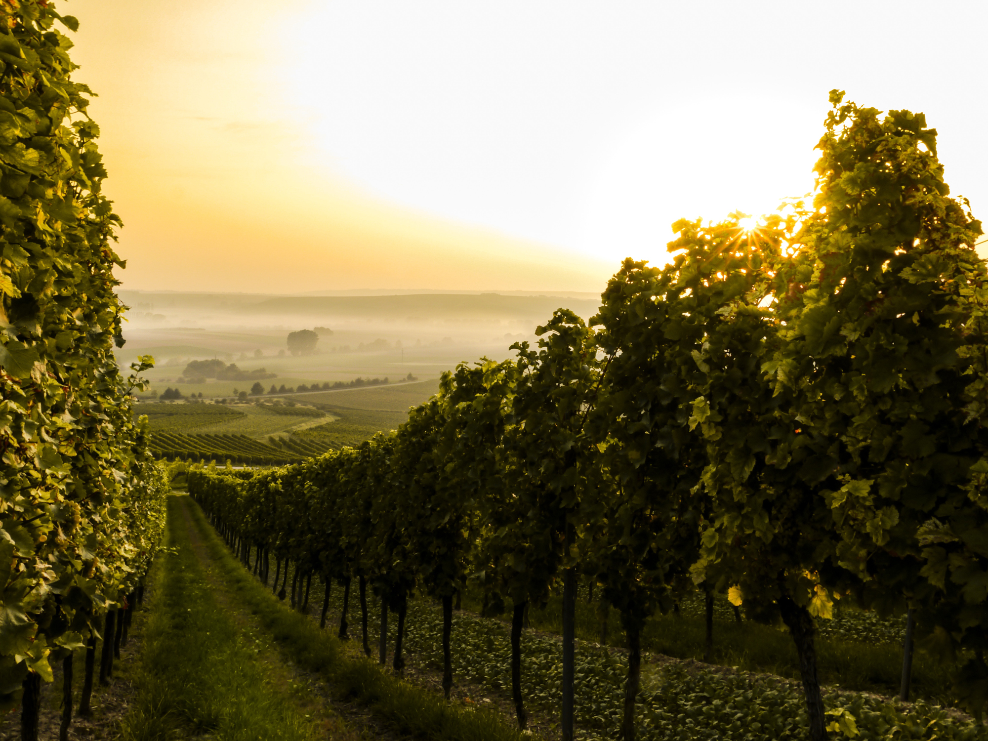 Agro-K | Solutions for your crop nutrient needs