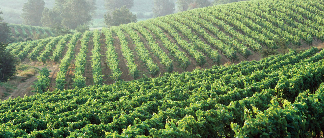 A late-season application of BioMax™ Dual Action + amplifies root ...