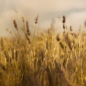 Row Crops Archives - Agro-K